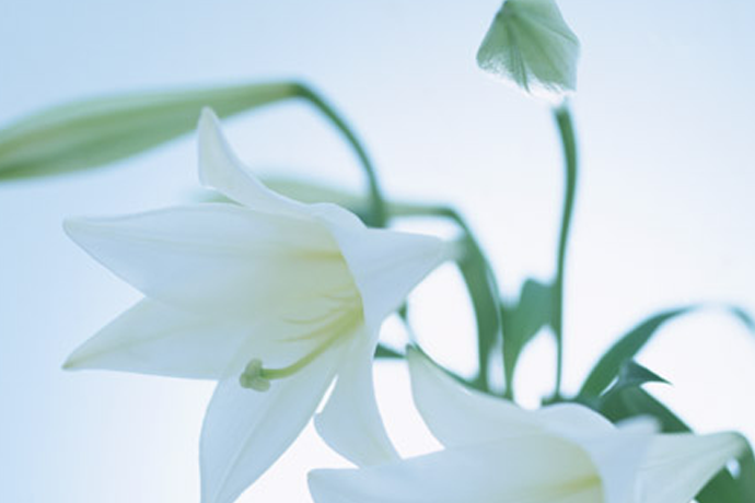 お香典返し｜ギフト｜大丸松坂屋オンラインストア【公式通販】